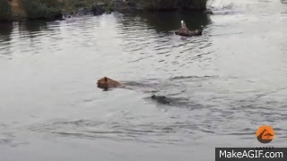 Crocodile Attacks a Male Lion - Latest Wildlife Sightings on Make a GIF