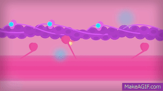 Muscles, part 1 - Muscle Cells: Crash Course A&P #21 on Make a GIF