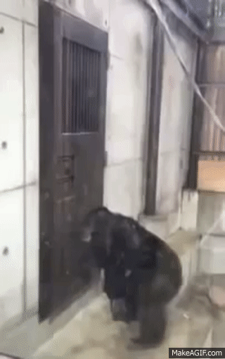 The monkey is furiously knocking at the door - Обезьяна неистово стучит ...