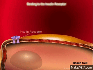 The Role of Insulin in the Human Body on Make a GIF