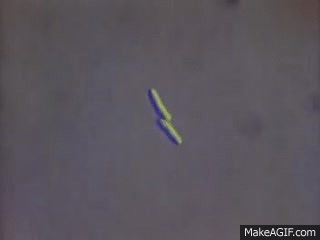 Bacterial growth under the microscope, Rate My Science on Make a GIF