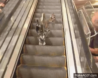 Duck family going up the down escalator on Make a GIF