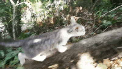 Dedicated Kitten | Funny Cat GIFs on Make a GIF