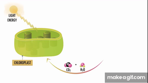 Photosynthesis and Respiration on Make a GIF
