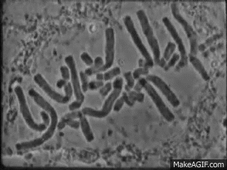 cell division on Make a GIF