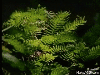 Ferns on Make a GIF