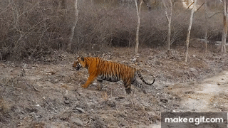 Tiger infront of vehicle, A Royal Walk at Bandipur tiger reserve forest ...