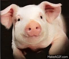 Pork Spin on Make a GIF