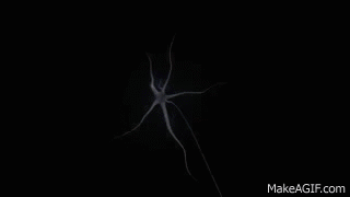 Neurons and What They Do ~ An Animated Guide on Make a GIF