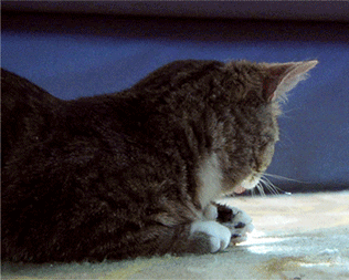 Uhm…wat Cat GIF Central. Your daily dose of funny cat... on Make a GIF