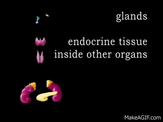 Endocrine System Animation on Make a GIF