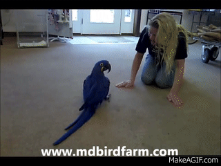 Hyacinth Macaw on Make a GIF