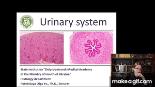 Urinary system on Make a GIF