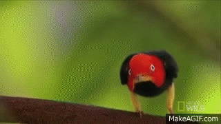 World's Weirdest - Birds "Moonwalk" to Impress the Ladies on Make a GIF
