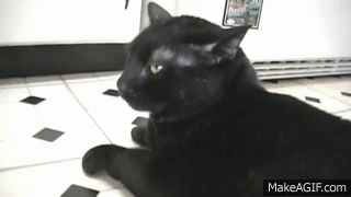 Talking Kitty Cat 22- Dogs Can't Talk on Make a GIF