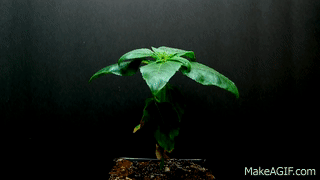 Time Lapse of Sunflower from Seed to Flower on Make a GIF
