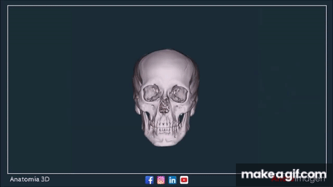 Anatomía 3D: Huesos del Cráneo - Anato Imagen on Make a GIF