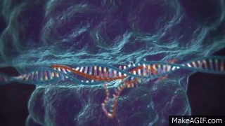 Genome Editing with CRISPR-Cas9 on Make a GIF