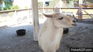 Animals are so funny when they eat - Funny and cute animal compilation ...