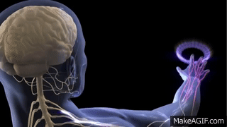 Pain Perception and the Human Brain on Make a GIF
