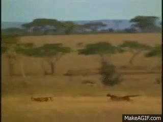 Man outruns cheetah - funny TV commercial on Make a GIF