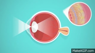 Vision: Crash Course A&P #18 on Make a GIF