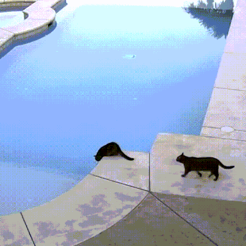 catgifcentral: Cats being cats Cat GIFs are now on Telegram,... on Make ...