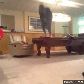 Ostrich Dance Gif