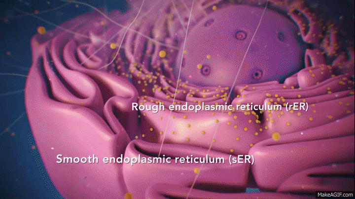 Biology: Cell Structure on Make a GIF
