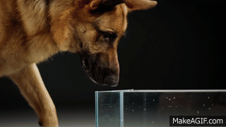 Secret Life of Dogs: Alsatian dog drinking water in ultra slow motion ...