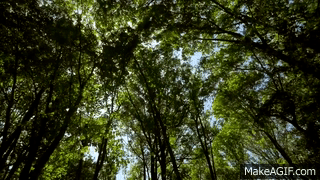 The Wind in the Trees ( 10 Hours of Natural White Noise ) on Make a GIF