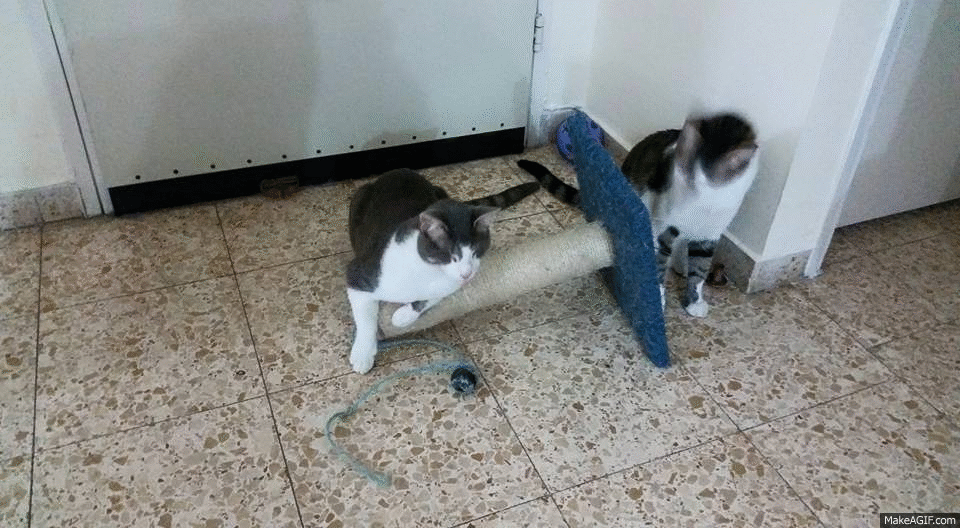 blind cats rocking on Make a GIF
