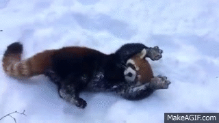 Red Pandas are Having Snow Much Fun - Cincinnati Zoo on Make a GIF