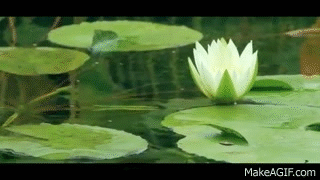 Sonnet 31 - Bethesda Fountain, Central Park, Manhattan on Make a GIF
