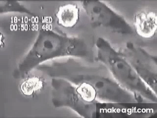 Cellular Apoptosis on Make a GIF