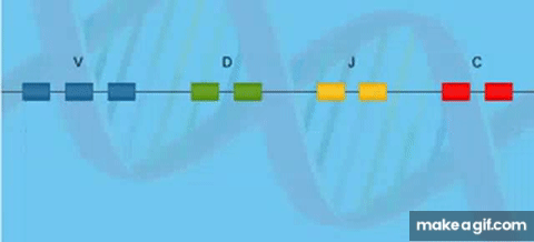 Somatic recombination and junctional diversity on Make a GIF