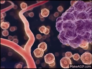 VEGF and EGFR pathways in detail: Target for new therapies against ...