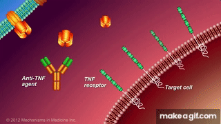 Chronic Inflammation in IBD and How Anti-TNF Therapy Works on Make a GIF