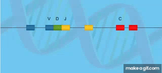 vdj to c recombination on Make a GIF