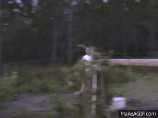 Man running from cow (Cow chasing Man) Original on Make a GIF