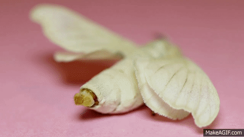 The Action of Attraction on Make a GIF