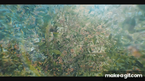 Bridgerton : Season 2 - Official Opening Credits / Intro (Netflix ...