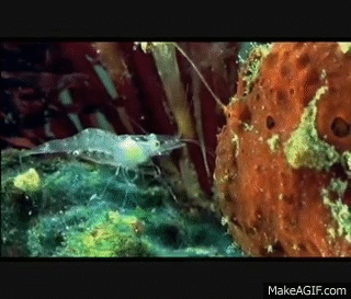 Stunning Anglerfish Hunting With Its Hook on Make a GIF