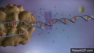 From DNA to protein - 3D on Make a GIF