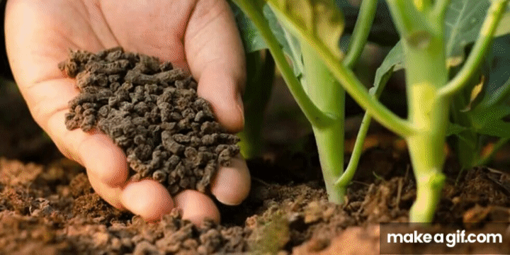 Professional Plant Selection Melbourne For An Optimal Start To Gardening Success on Make a GIF