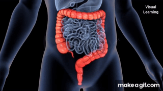Large intestine Anatomy (⚡3d animation) on Make a GIF