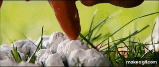 Licking White Dog Poop - Step Brothers on Make a GIF