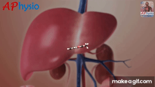 Farmacocinética - Absorção, Distribuição, Metabolismo e Excreção (ADME ...