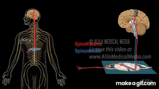 Physiology of Pain, Animation. on Make a GIF