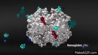 Glycated Hemoglobin HbA1c Biologic Models, 49% OFF